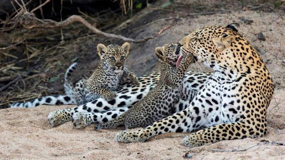 5 Virtual Animal Safaris To Enjoy From Home - Eluxe Magazine