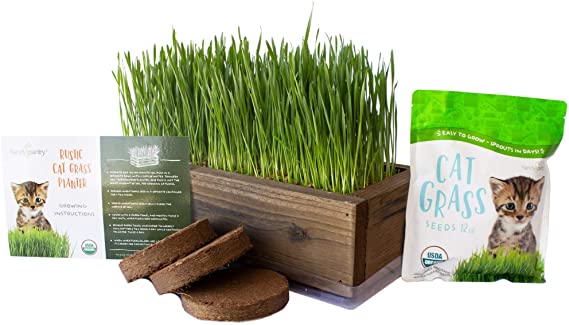 How to Be A More Eco Friendly Pet Owner - Eluxe Magazine