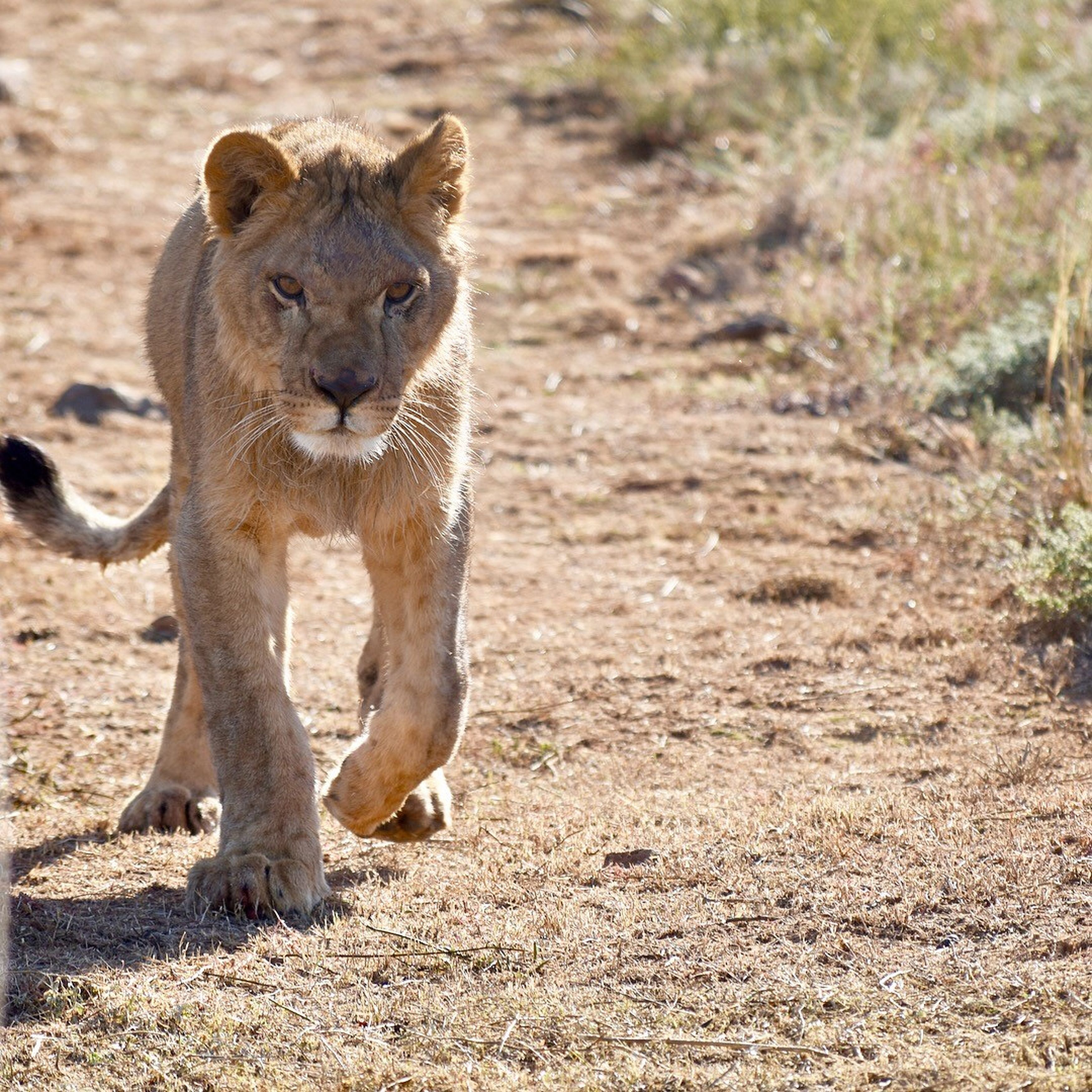 Meet King, Born Free's Rescued Lion Rascal - Eluxe Magazine