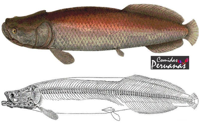 Pescado Paiche de la Selva Peruana - Comidasperuanas.com.pe