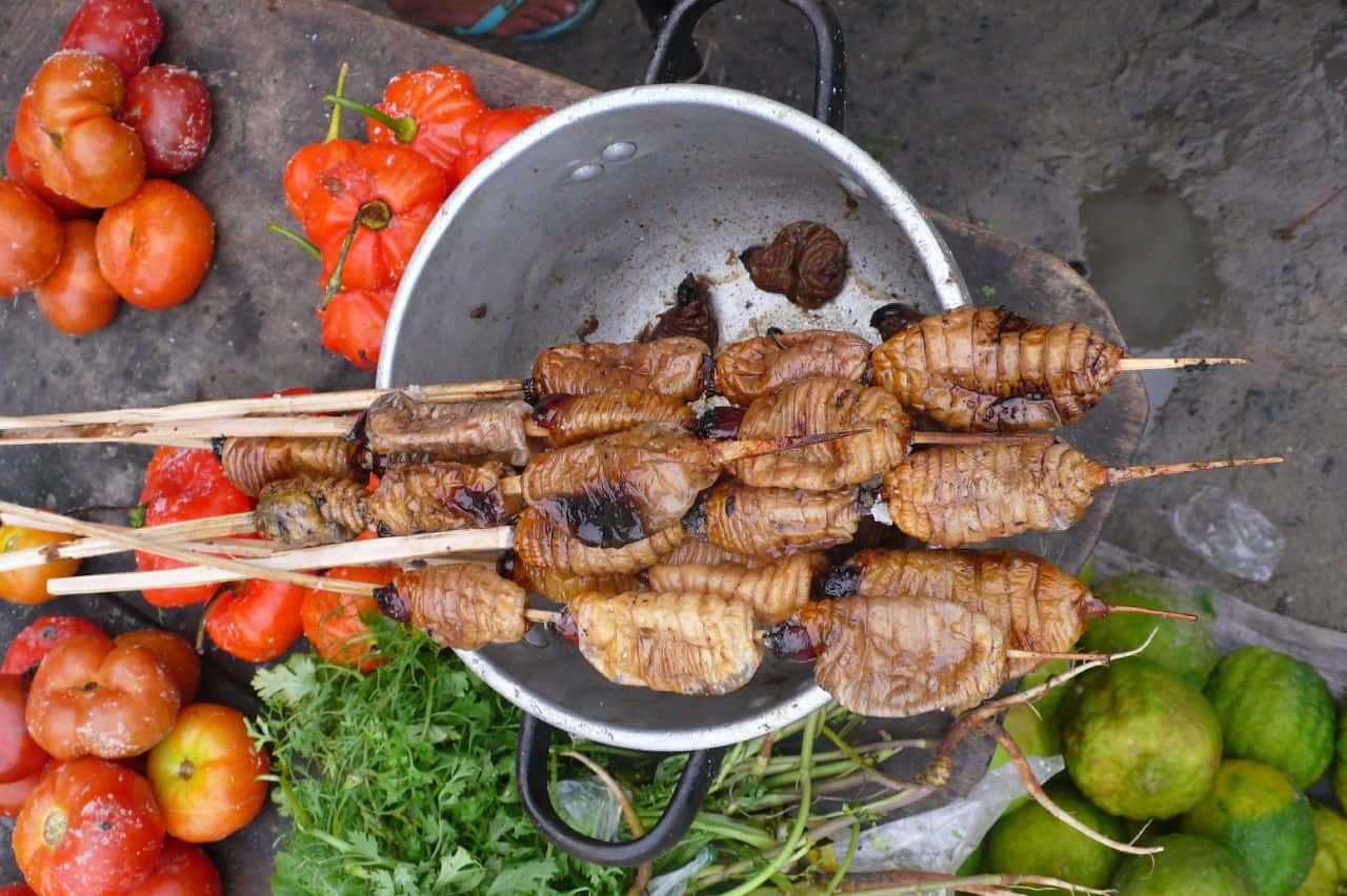 Gusano Suri - Comidas Peruanas - Ingredientes Tipicos de la Selva
