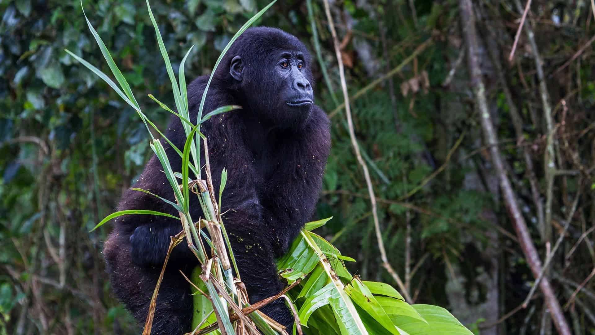 5 Virtual Animal Safaris To Enjoy From Home - Eluxe Magazine