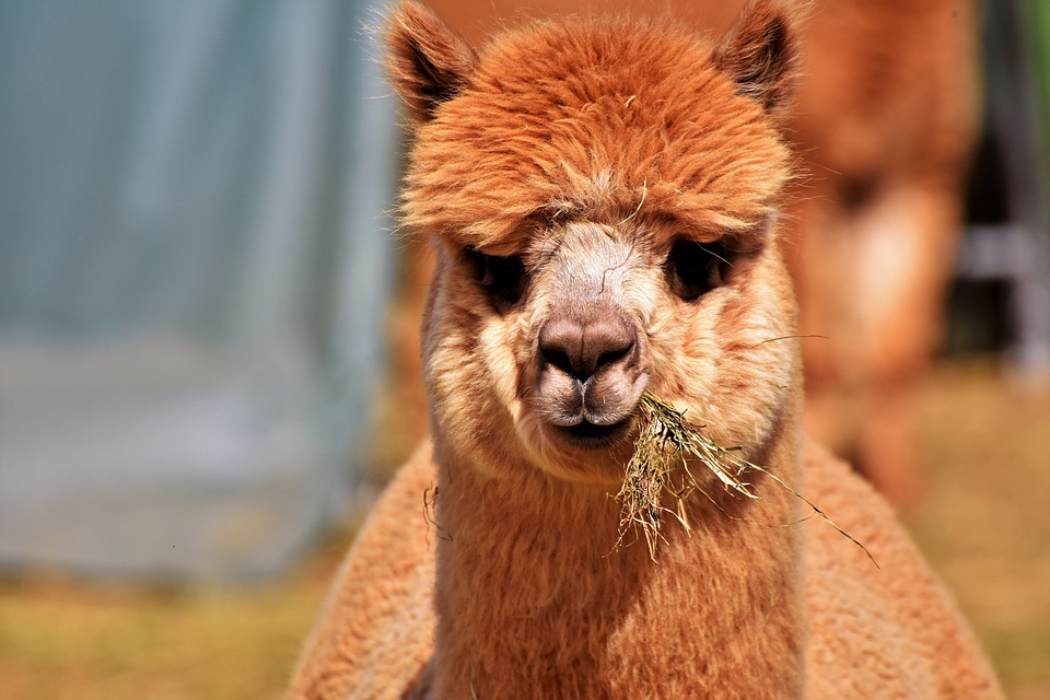 The Cruelty Behind Peruvian Alpaca Wool - Eluxe Magazine
