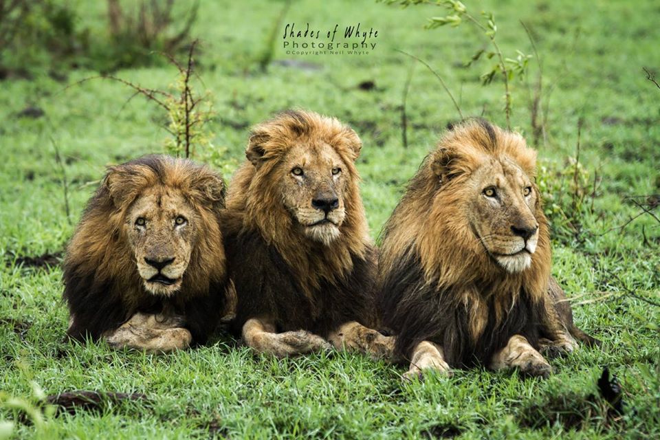 5 Virtual Animal Safaris To Enjoy From Home - Eluxe Magazine