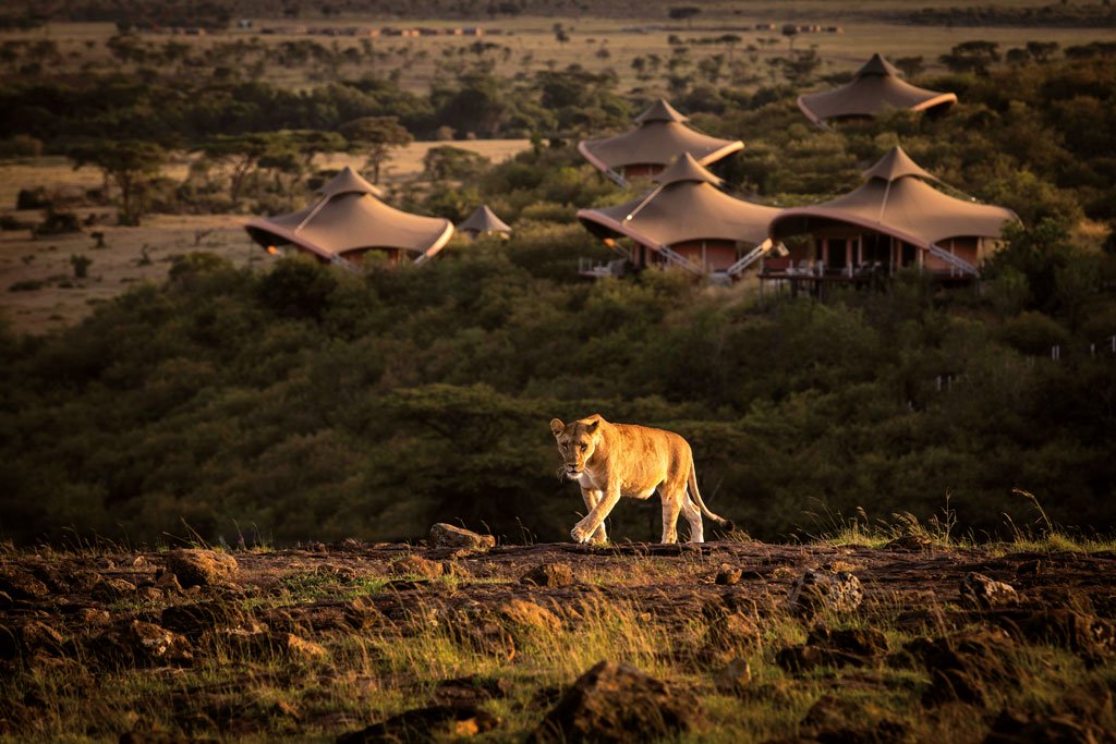 5 Virtual Animal Safaris To Enjoy From Home - Eluxe Magazine