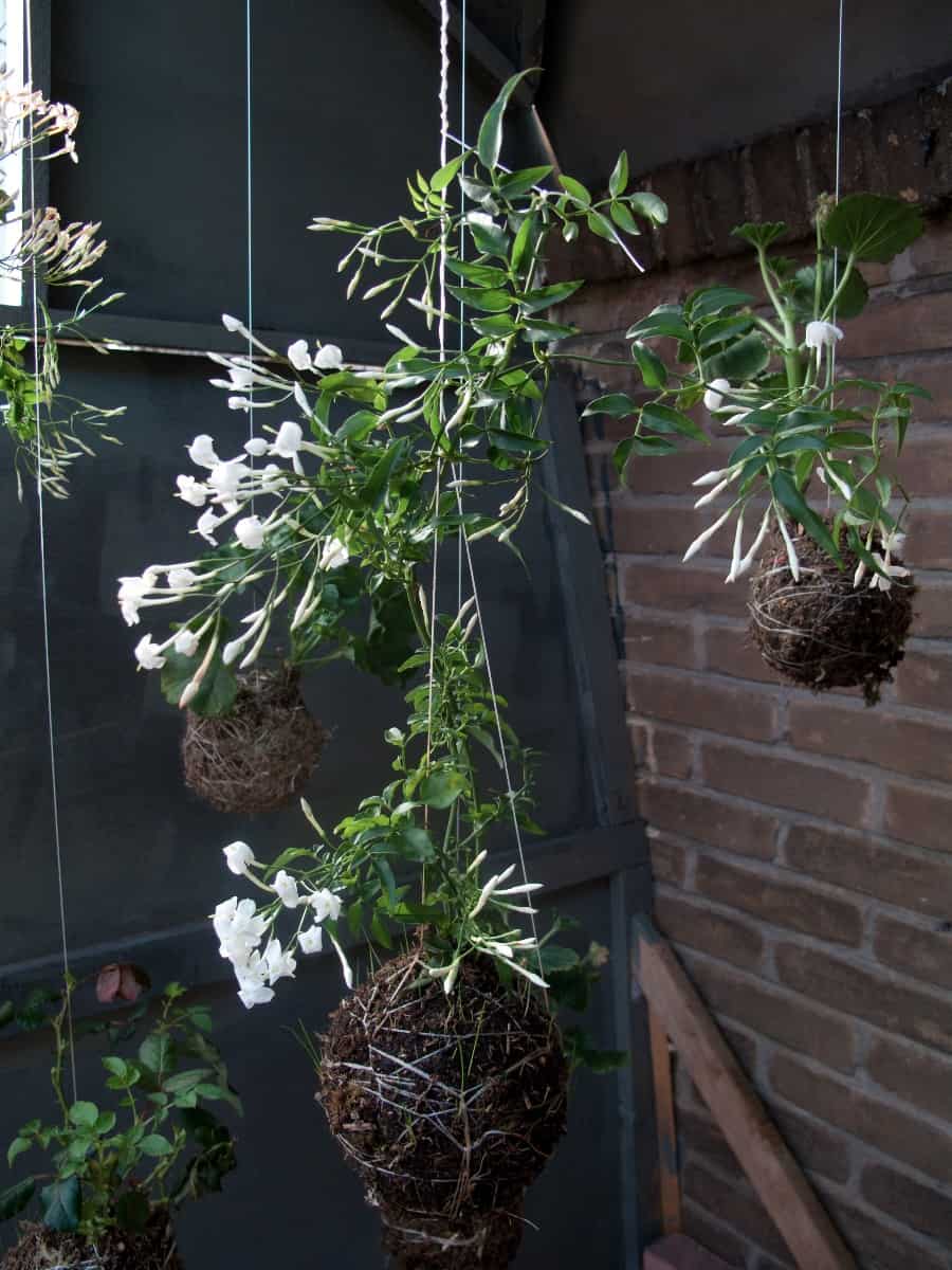 string gardens for the home